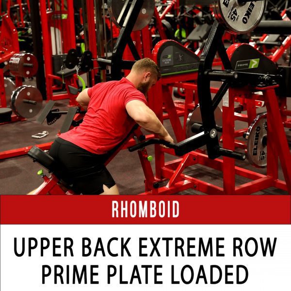 Trap 2 Mid Trapezius Archives - N1 Training