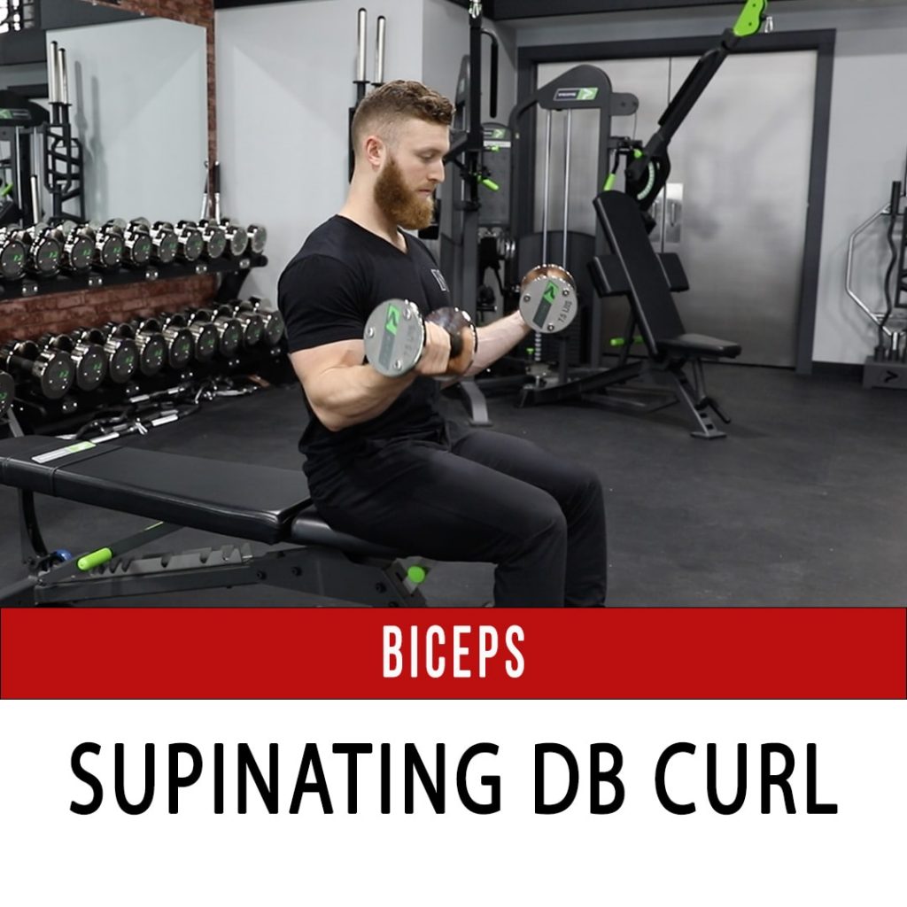 Brachialis Archives - Page 3 of 4 - N1 Training