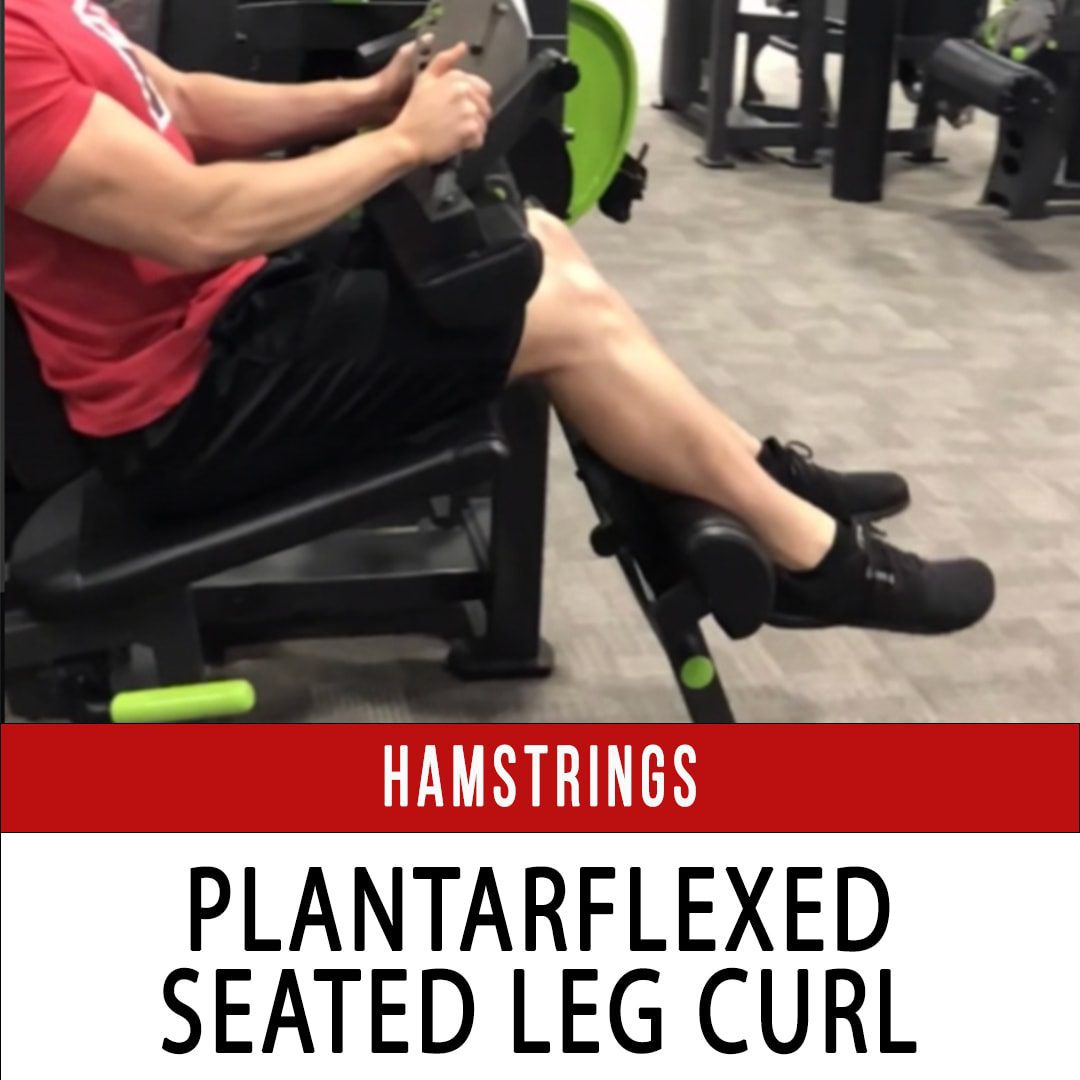 Seated Leg Curl - N1 Training