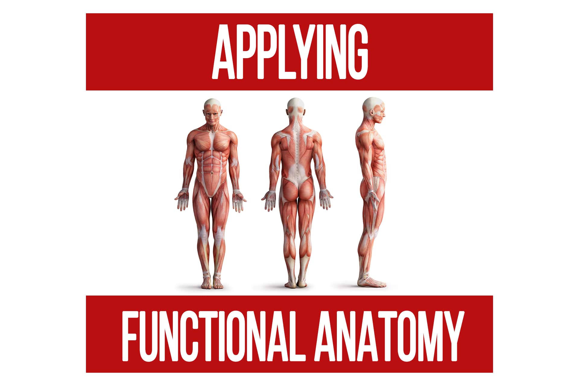Applying Functional Anatomy N1 Training Applying Functional Anatomy N1 Training