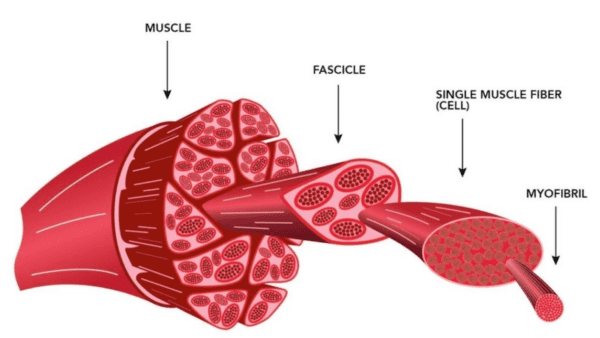 Data On Traps Part 1: Muscle Fiber Type & Function - N1 Training