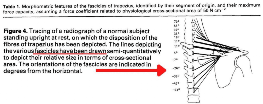 Data On Traps Part 1: Muscle Fiber Type & Function - N1 Training