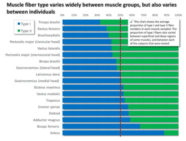 Data On Traps Part 1: Muscle Fiber Type & Function - N1 Training