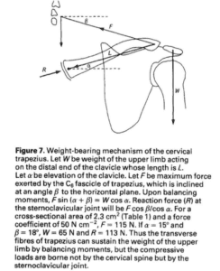 Data On Traps Part 1: Muscle Fiber Type & Function - N1 Training